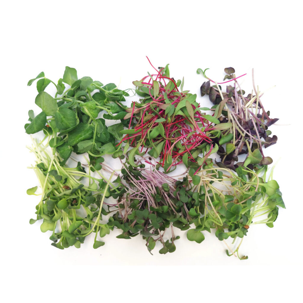 Microgreen Seeds - Buy Organic Microgreens Online in India