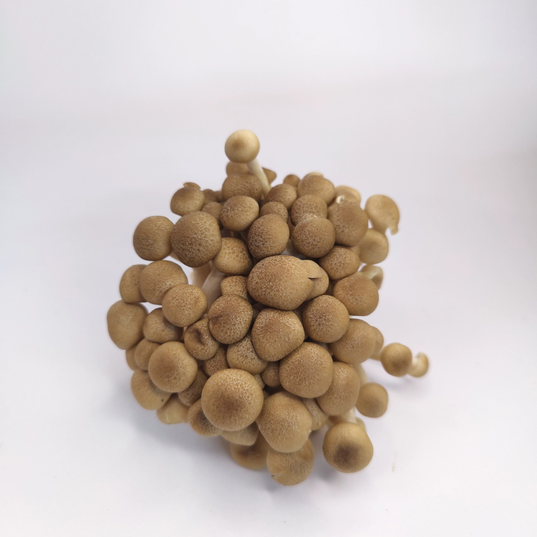 Shimeji Mushroom Brown | 100g - Celery Farms